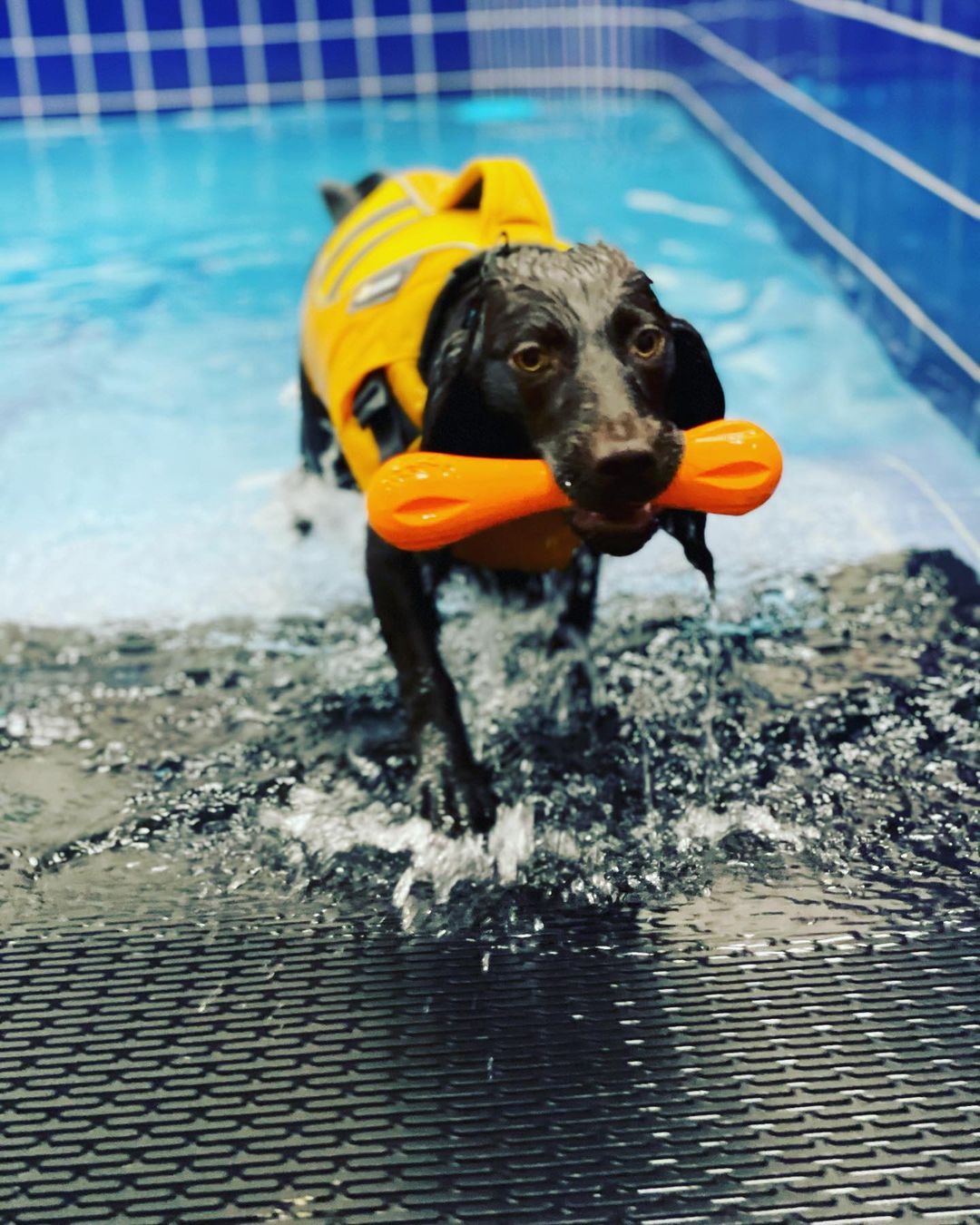 Dog Recreational & Hydrotherapy Pool – Pet Depot